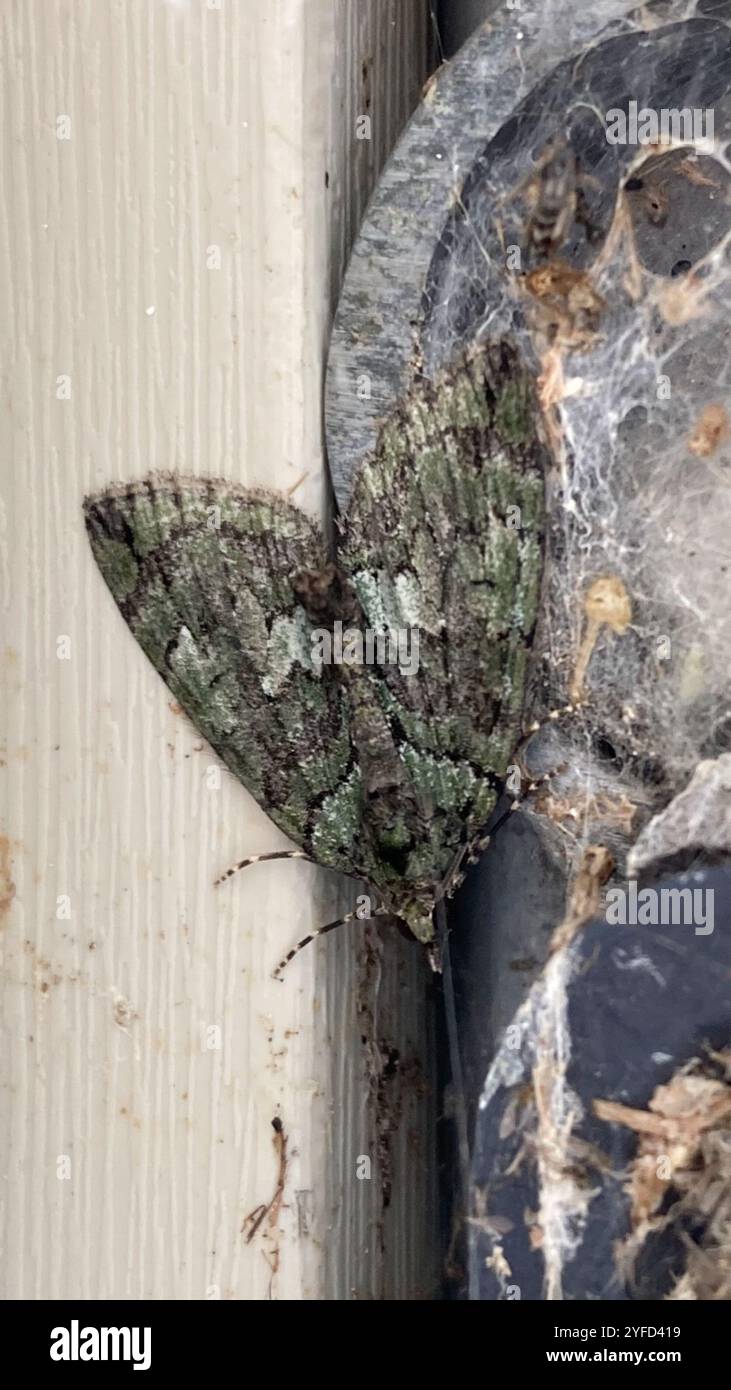 Transfigured Hydriomena Moth (Hydriomena transfigurata Stock Photo - Alamy
