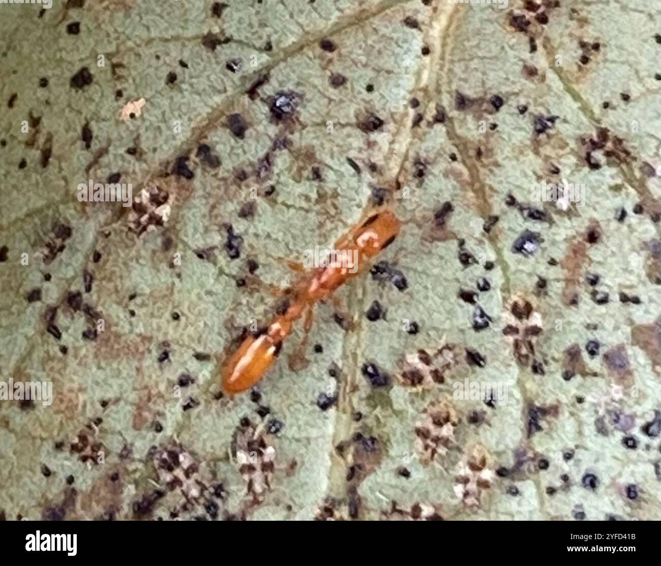 Simple Twig Ant (Pseudomyrmex simplex Stock Photo - Alamy