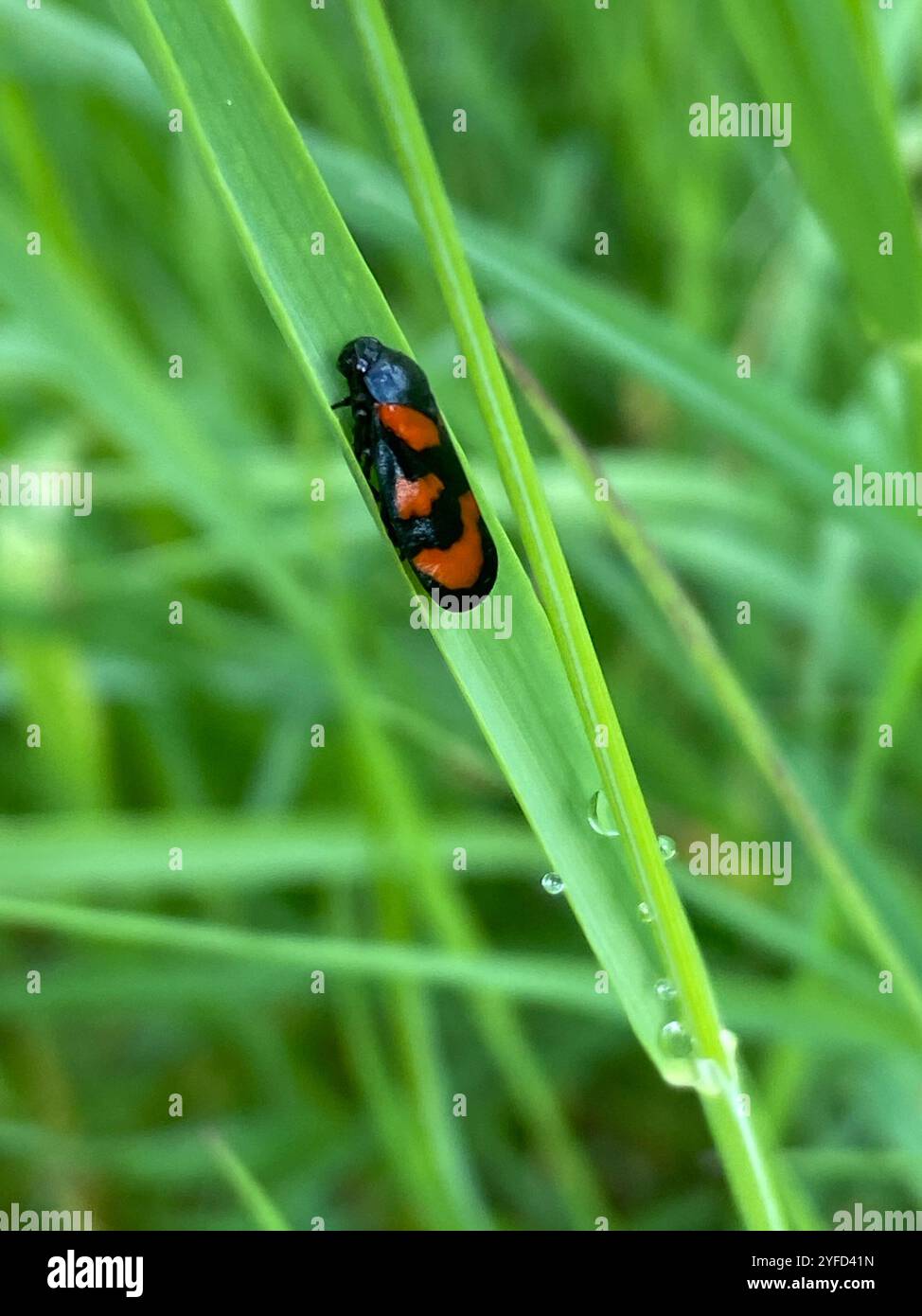 Common Froghopper (Cercopis vulnerata Stock Photo - Alamy