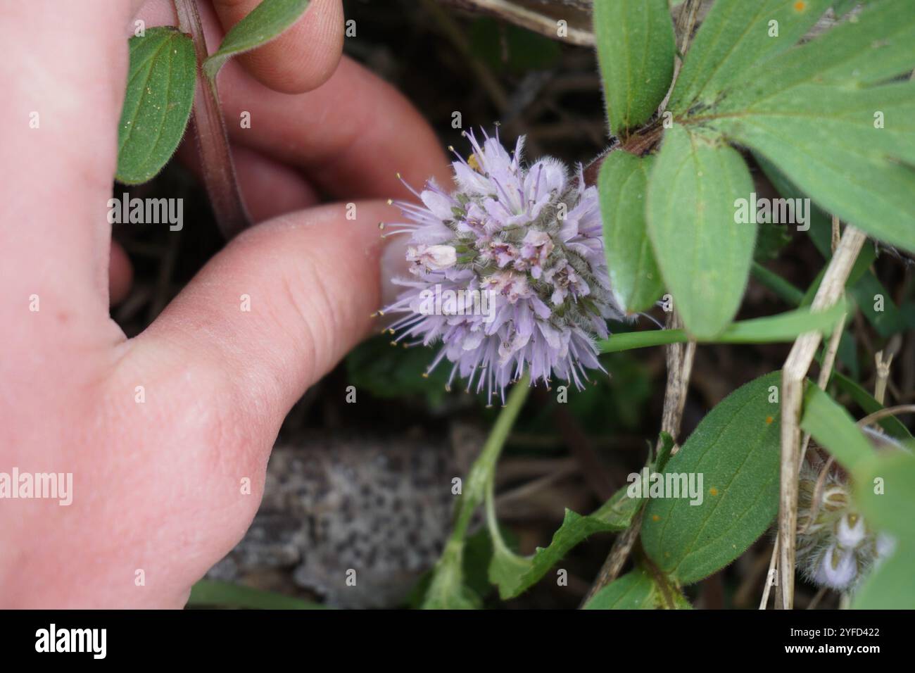 ballhead waterleaf (Hydrophyllum capitatum Stock Photo - Alamy