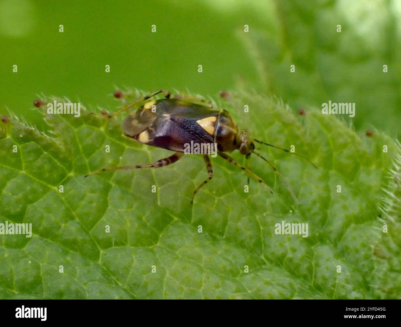 Three Spotted Nettle Bug (Liocoris tripustulatus Stock Photo - Alamy