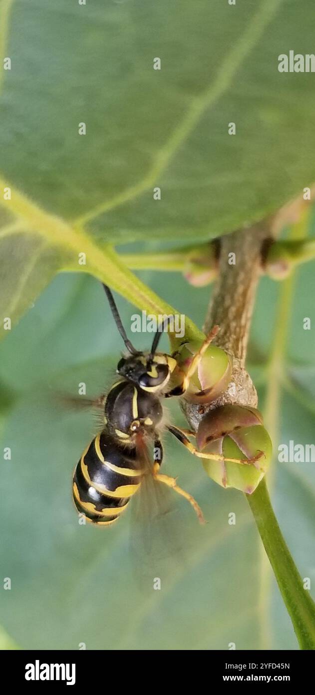 Alaska Yellowjacket (Vespula alascensis Stock Photo - Alamy