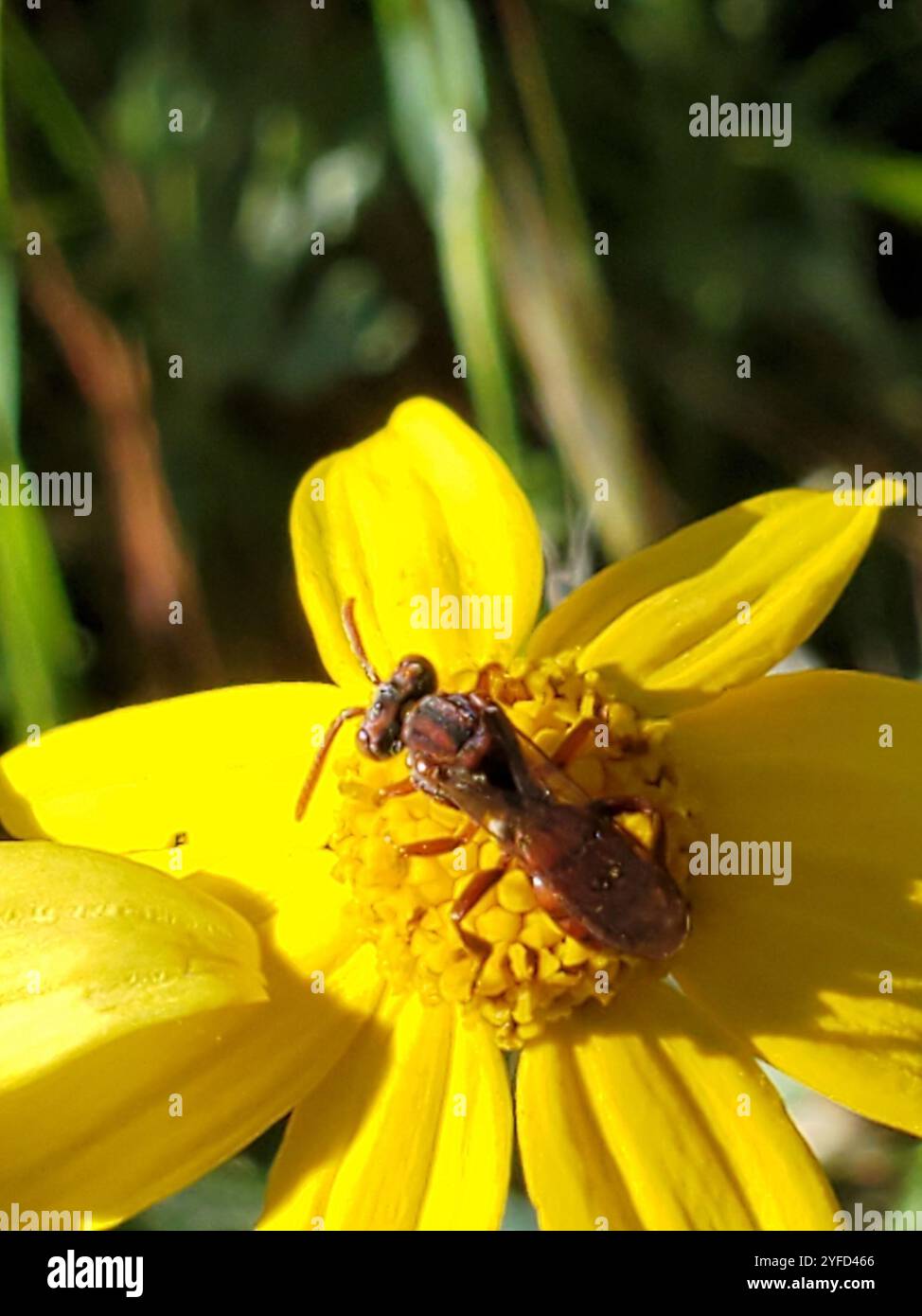 Nomad Bees (Nomada Stock Photo - Alamy