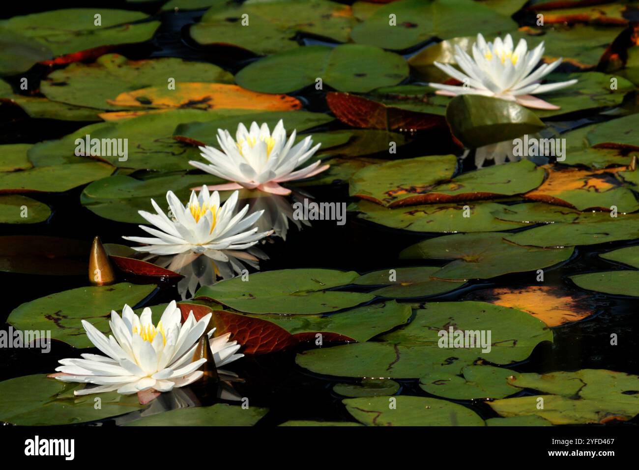 American white waterlily (Nymphaea odorata Stock Photo - Alamy