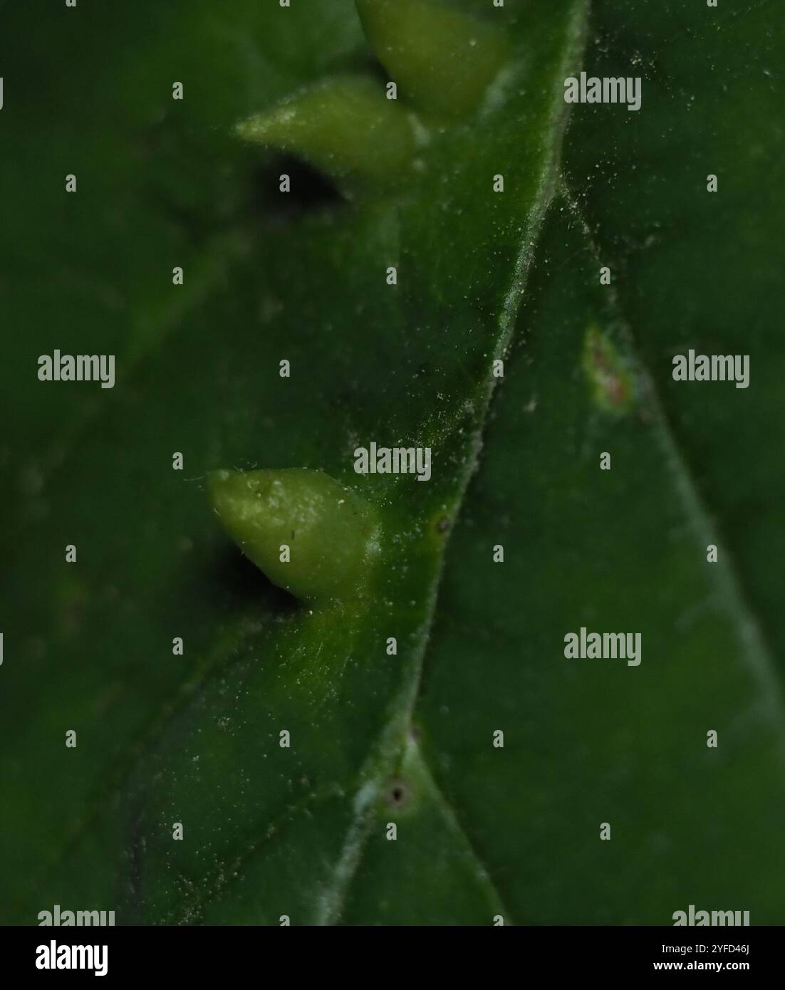 Witch-hazel Cone Gall Aphid (Hormaphis hamamelidis Stock Photo - Alamy