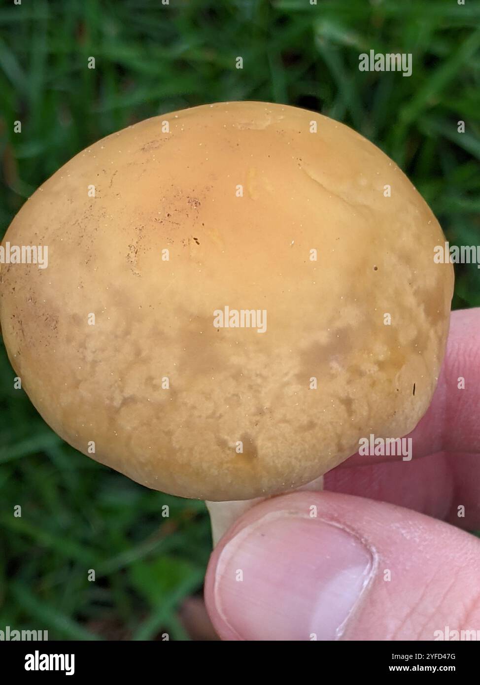 Spring fieldcap agrocybe praecox hi-res stock photography and images ...
