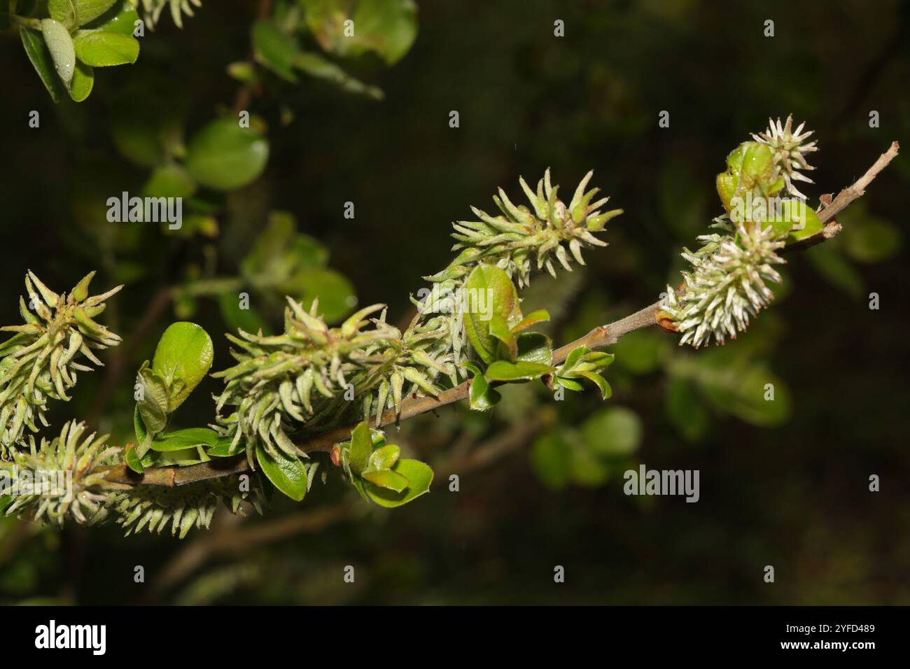 Rusty Willow (Salix atrocinerea Stock Photo - Alamy