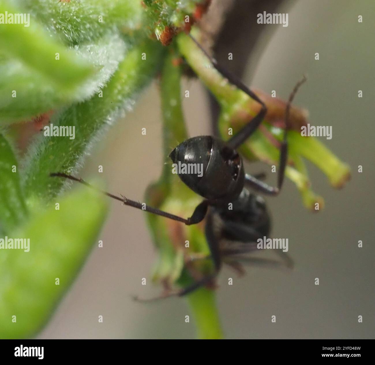 Formica subsericea hi-res stock photography and images - Alamy