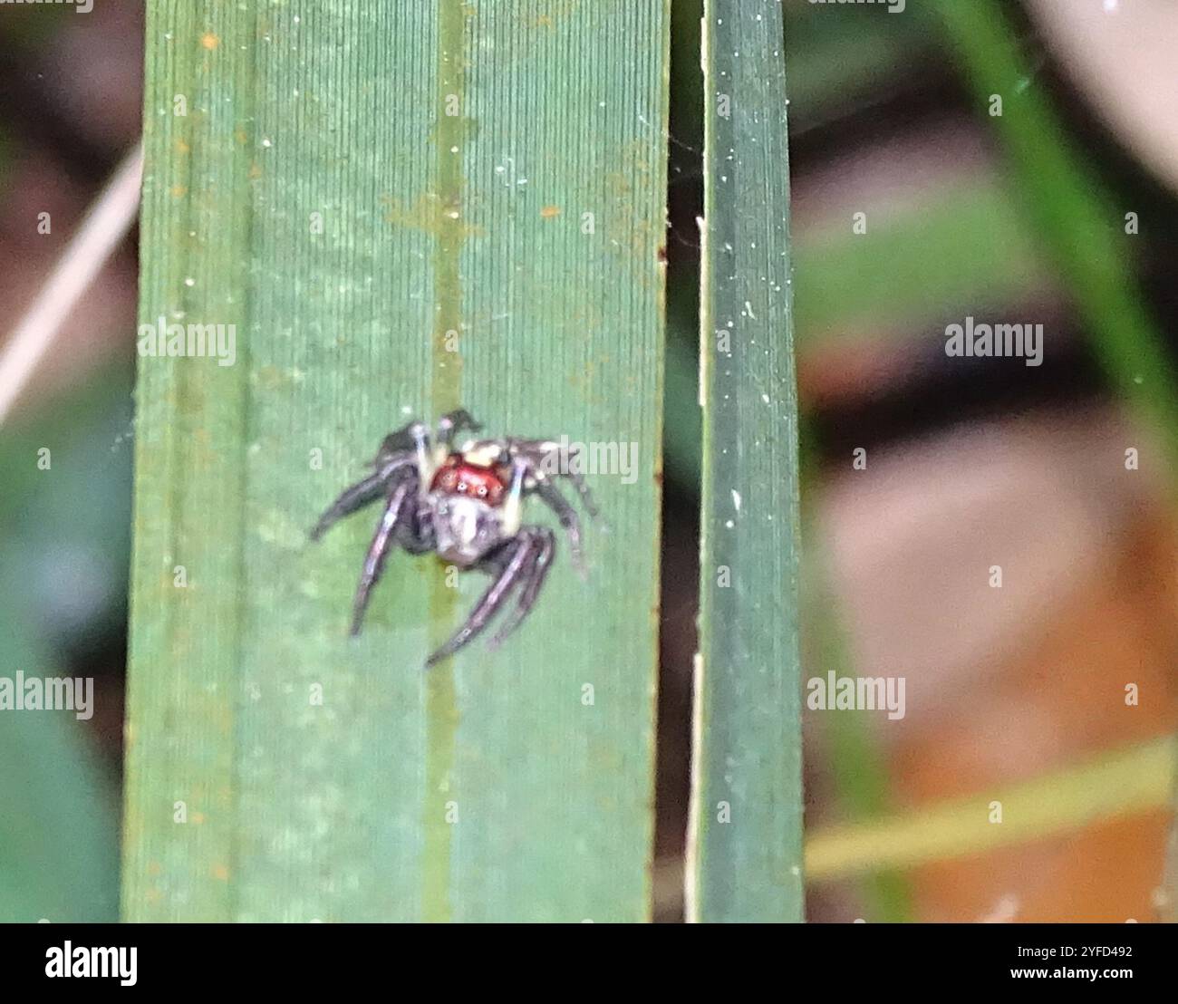 Sylvan Jumping Spider (Colonus sylvanus Stock Photo - Alamy