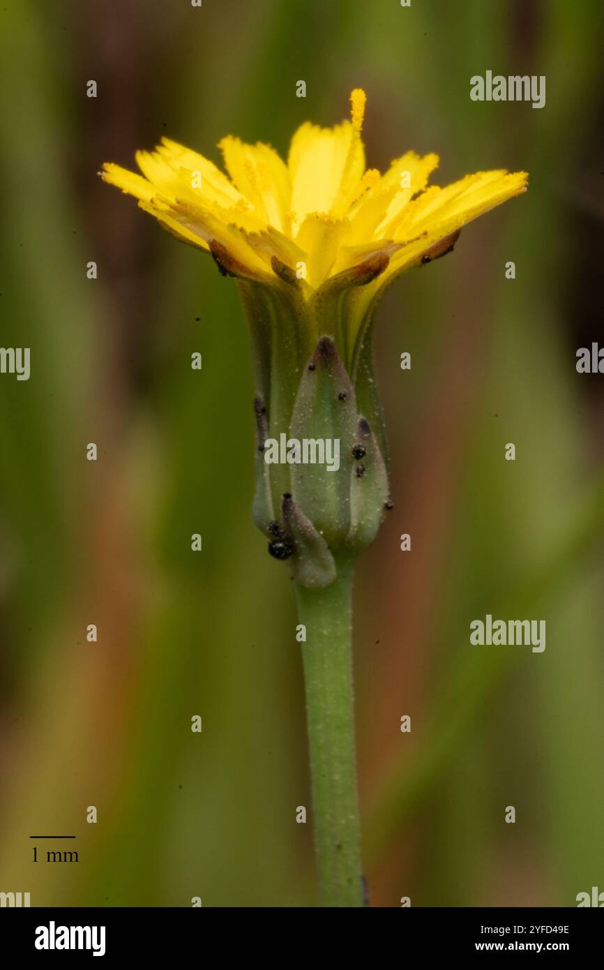 Smooth Cat's Ear (Hypochaeris glabra Stock Photo - Alamy