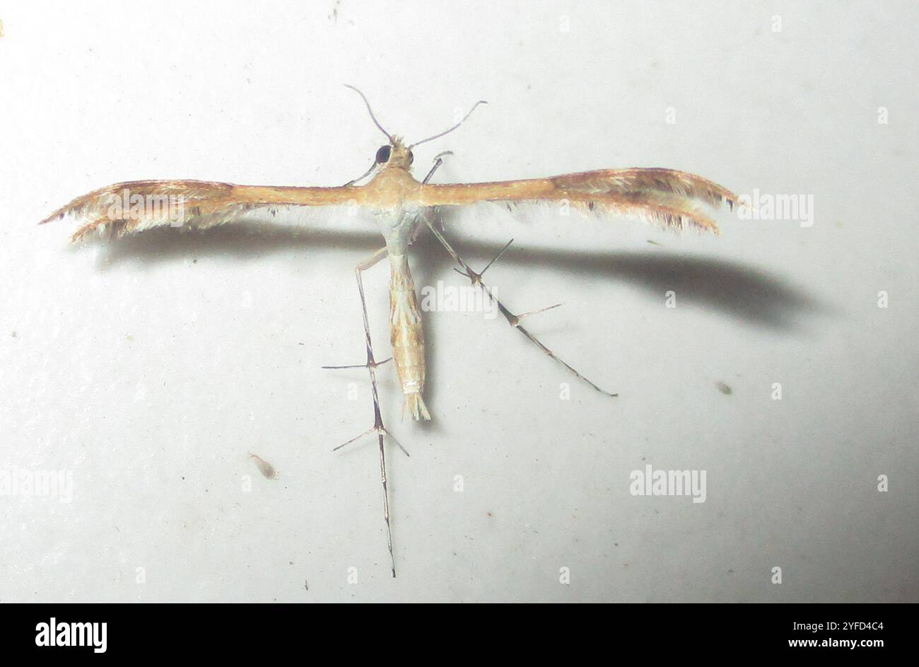 Plume Moths (Pterophoridae Stock Photo - Alamy