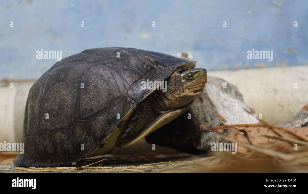 Animalcloseups hi-res stock photography and images - Alamy