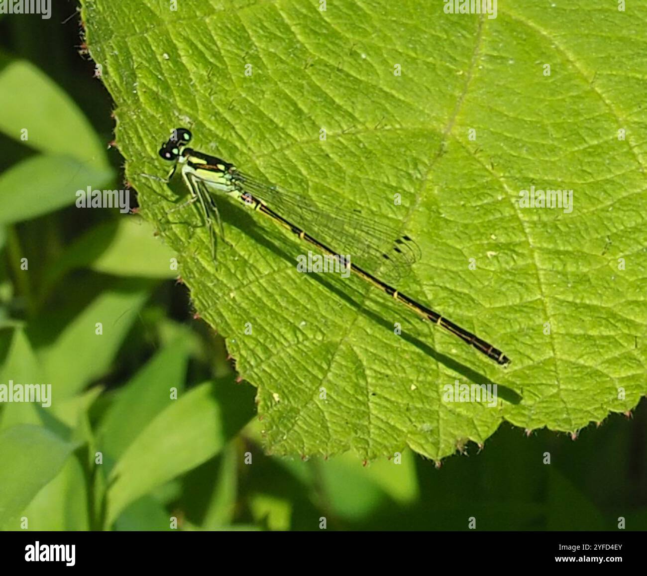 Fragile Forktail (Ischnura posita Stock Photo - Alamy