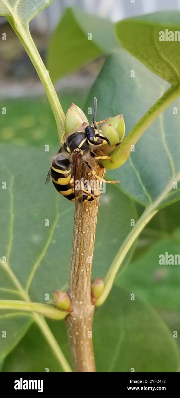 Alaska Yellowjacket (Vespula alascensis Stock Photo - Alamy