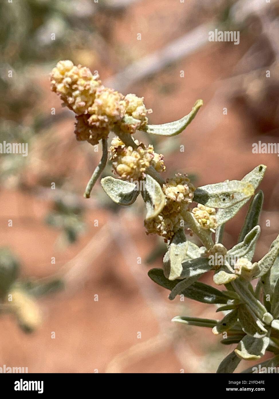 Fourwing Saltbush (Atriplex canescens Stock Photo - Alamy