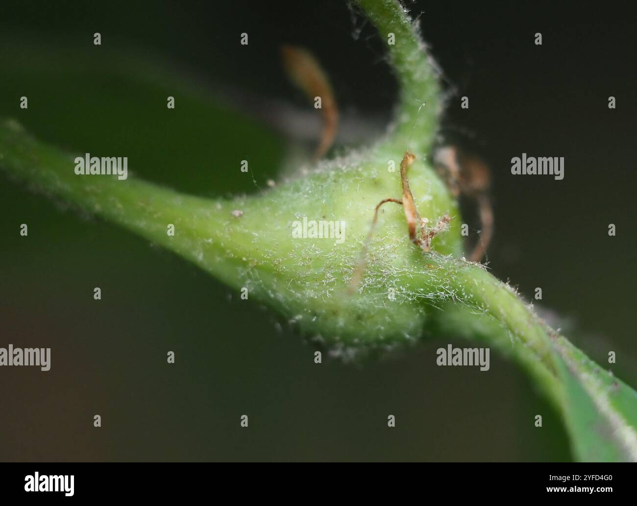 white oak club gall wasp (Callirhytis clavula Stock Photo - Alamy
