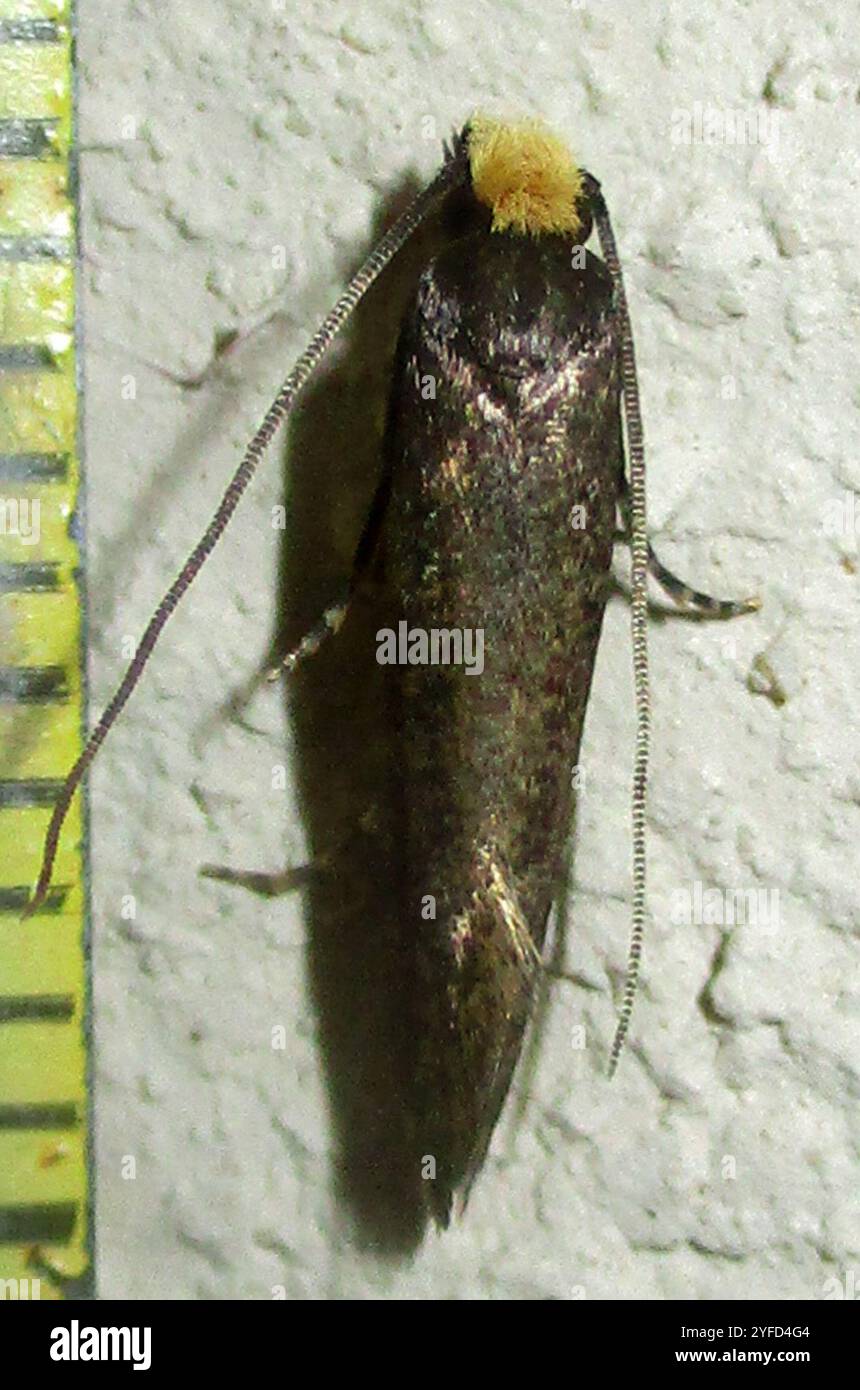 Fungus Moths, Clothes Moths, & Allies (Tineidae Stock Photo - Alamy