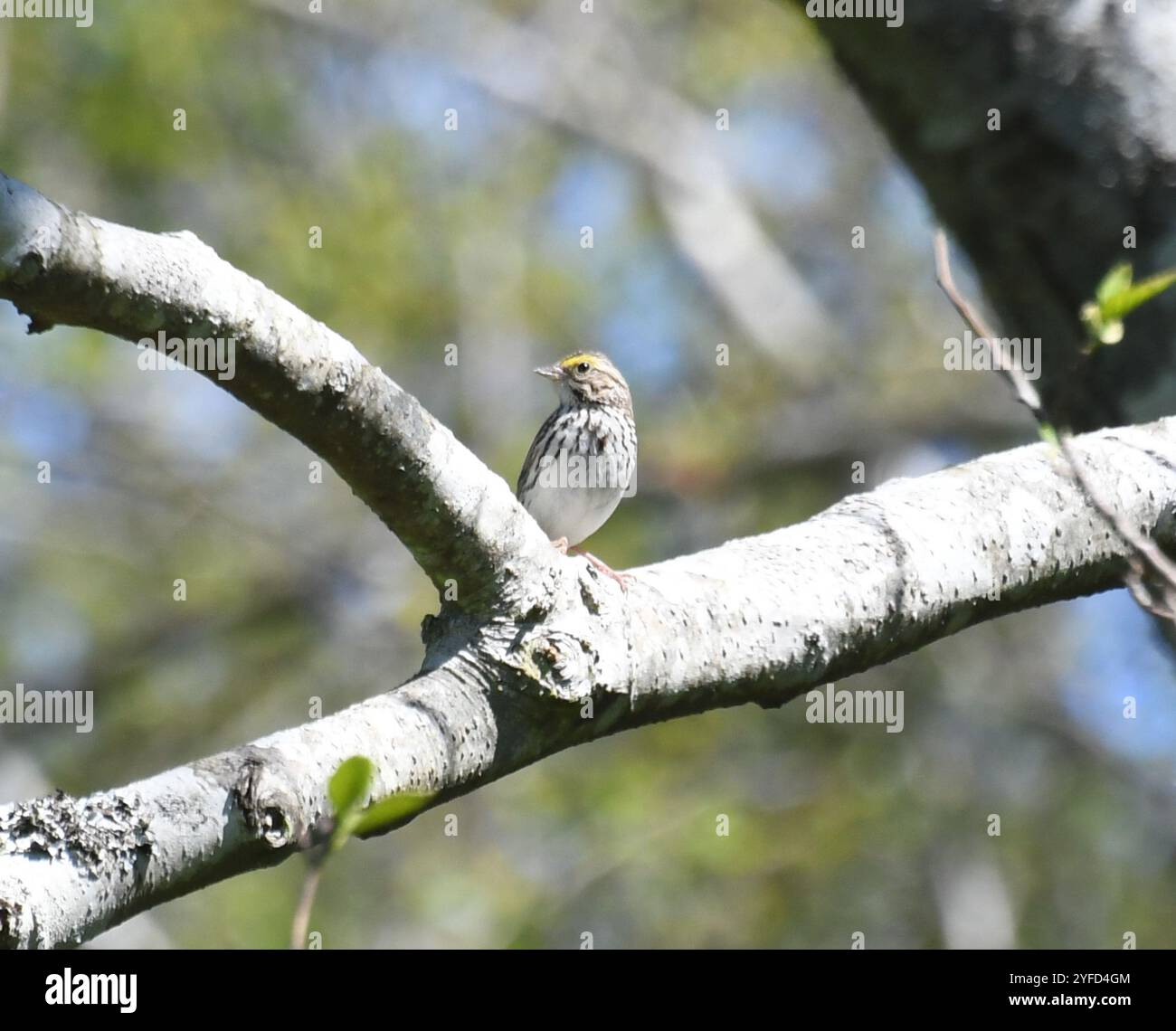 Savannah Sparrow (Passerculus sandwichensis Stock Photo - Alamy