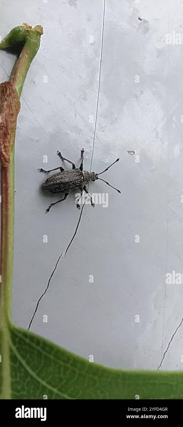 Common Leaf Weevil (Phyllobius pyri Stock Photo - Alamy