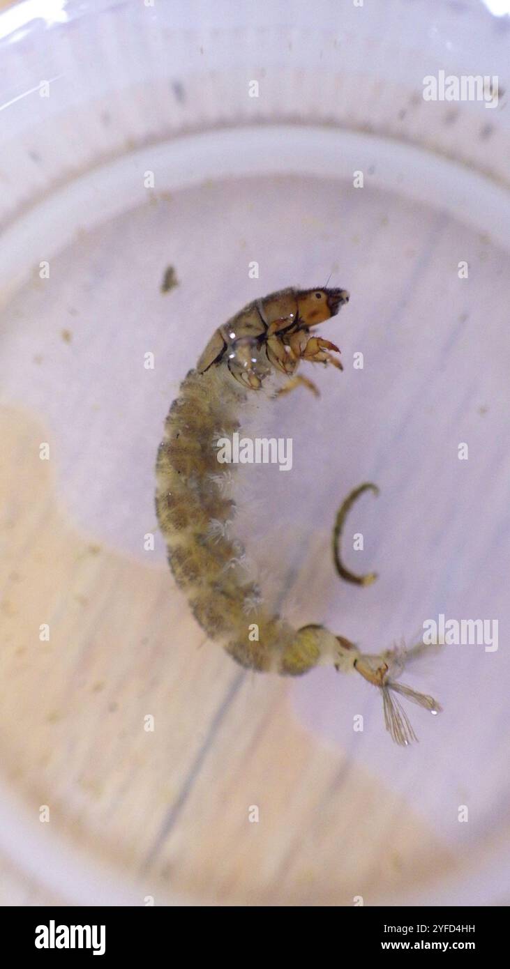 Net-spinning Caddisflies (Hydropsychidae Stock Photo - Alamy