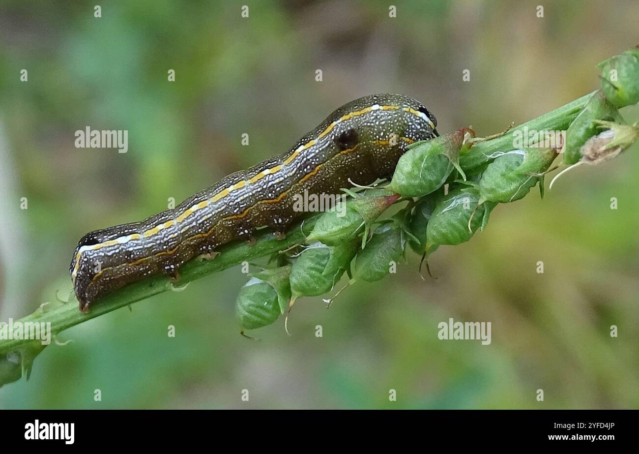 Yellow-striped Armyworm Moth (Spodoptera ornithogalli Stock Photo - Alamy