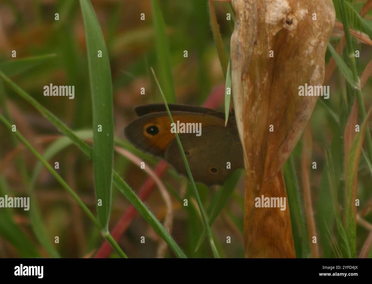 Persian Meadow Brown (Maniola telmessia Stock Photo - Alamy