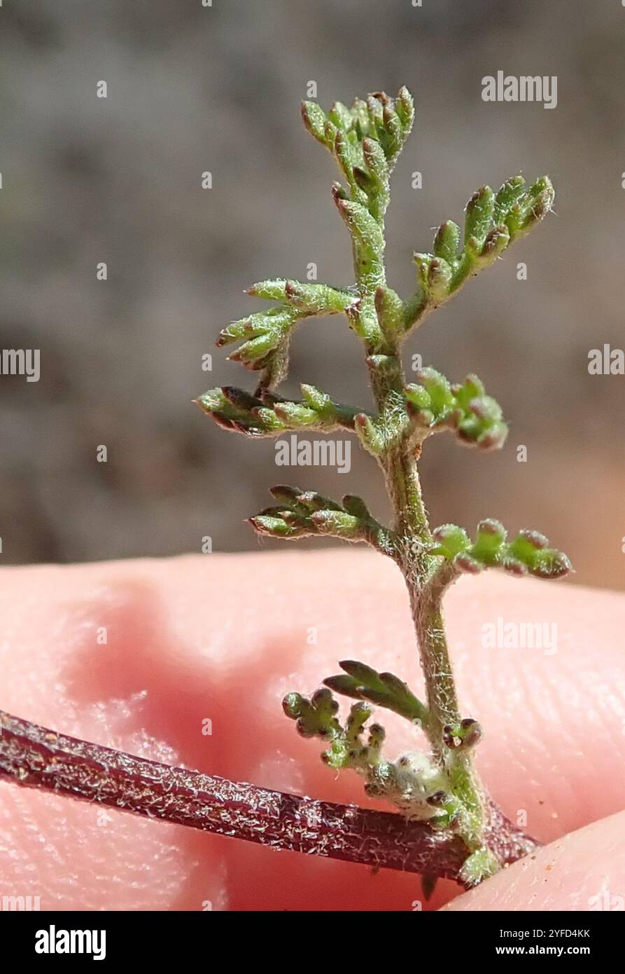Grand Stinkweed (Oncosiphon grandiflorus Stock Photo - Alamy