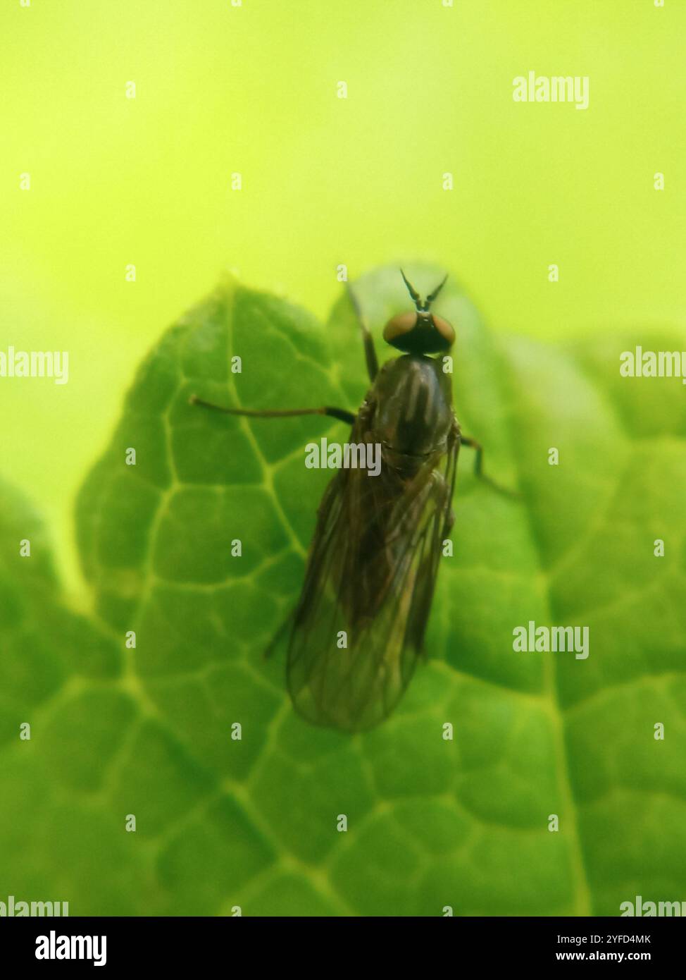 Dance Flies (Empididae Stock Photo - Alamy