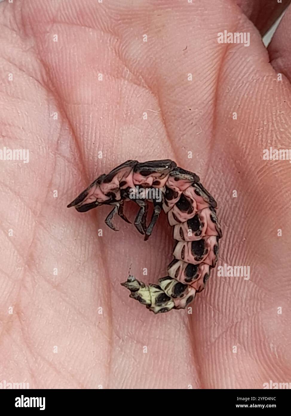 Mediterranean Pale Glow-worm (Nyctophila reichii Stock Photo - Alamy