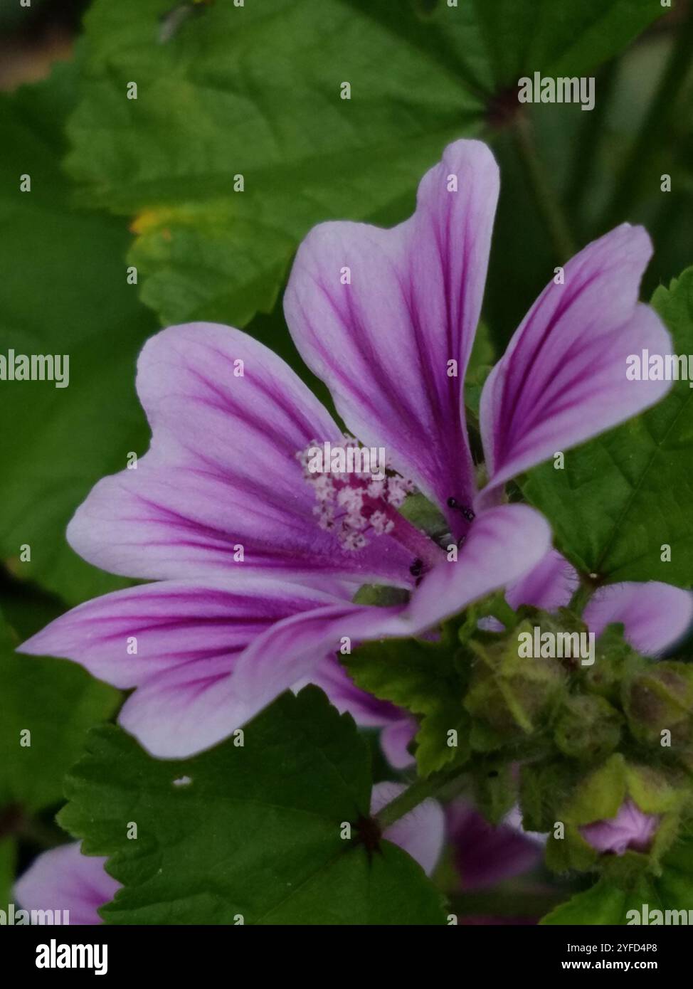 Common Mallow (Malva sylvestris Stock Photo - Alamy