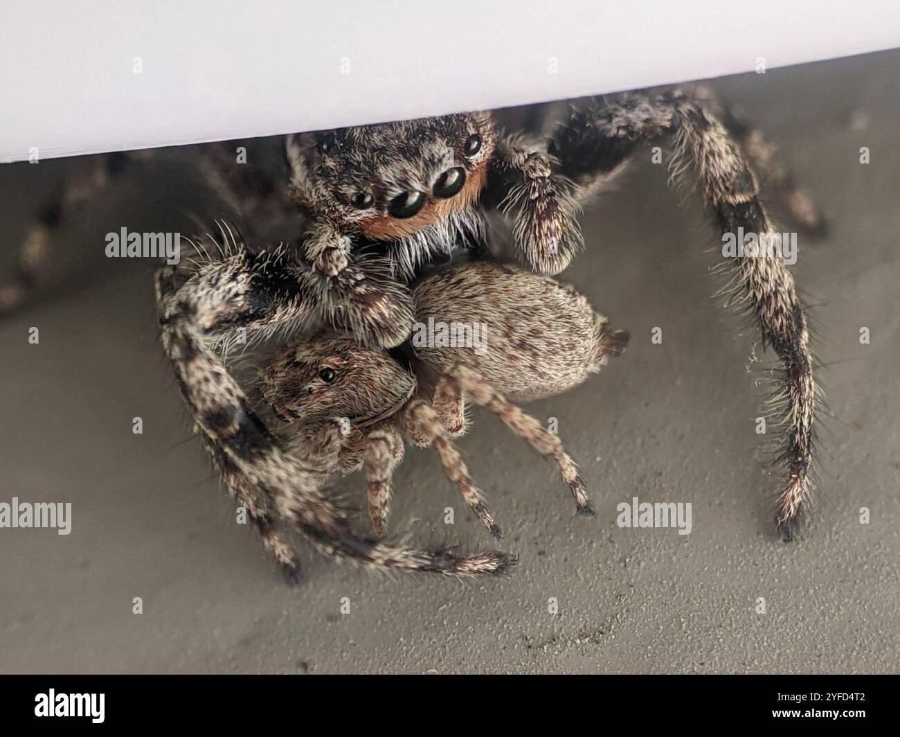 Tan Jumping Spider (Platycryptus undatus Stock Photo - Alamy
