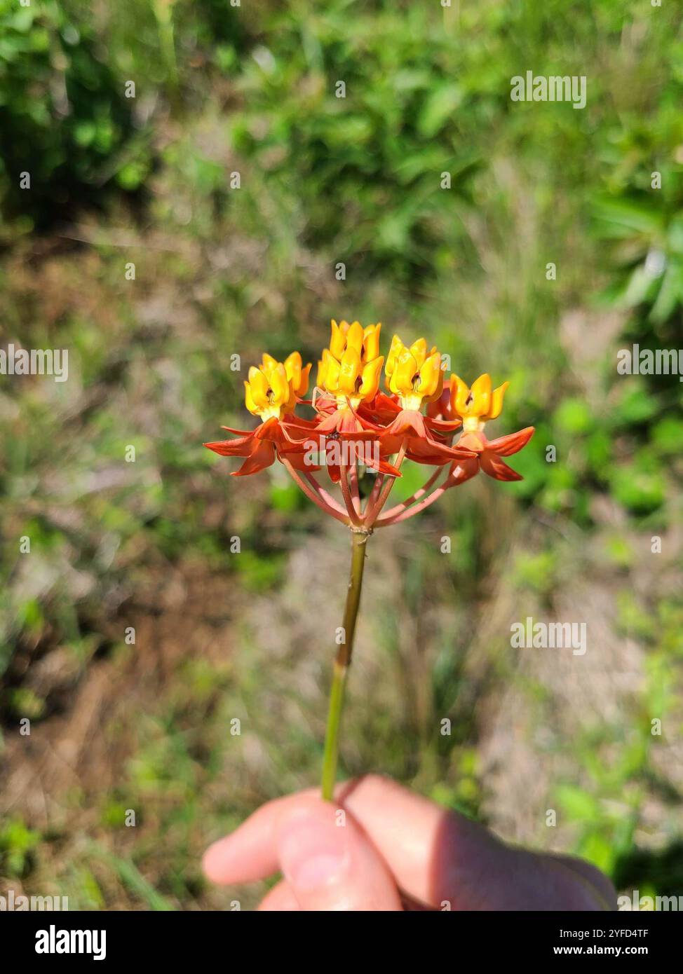 Asclepias lanceolata hi-res stock photography and images - Alamy