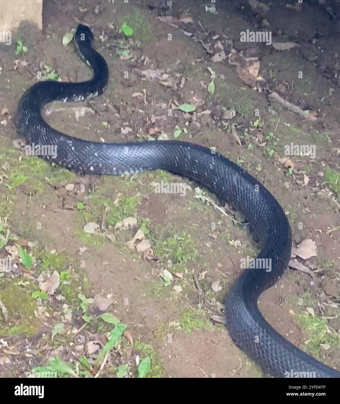 Western Ratsnake (Pantherophis obsoletus Stock Photo - Alamy