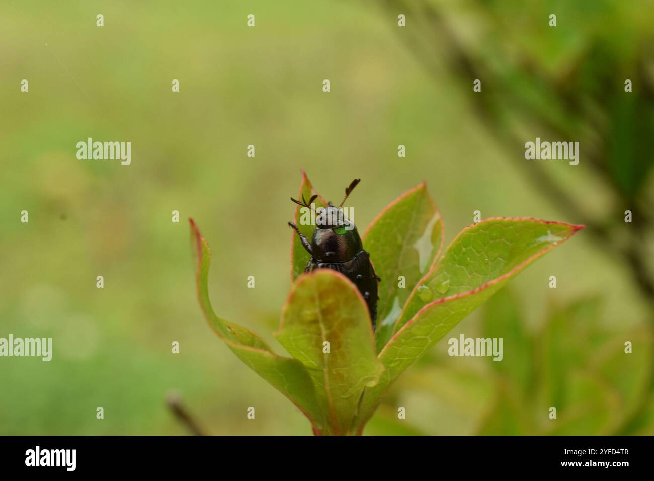 Shining Leaf Chafers (Rutelinae Stock Photo - Alamy