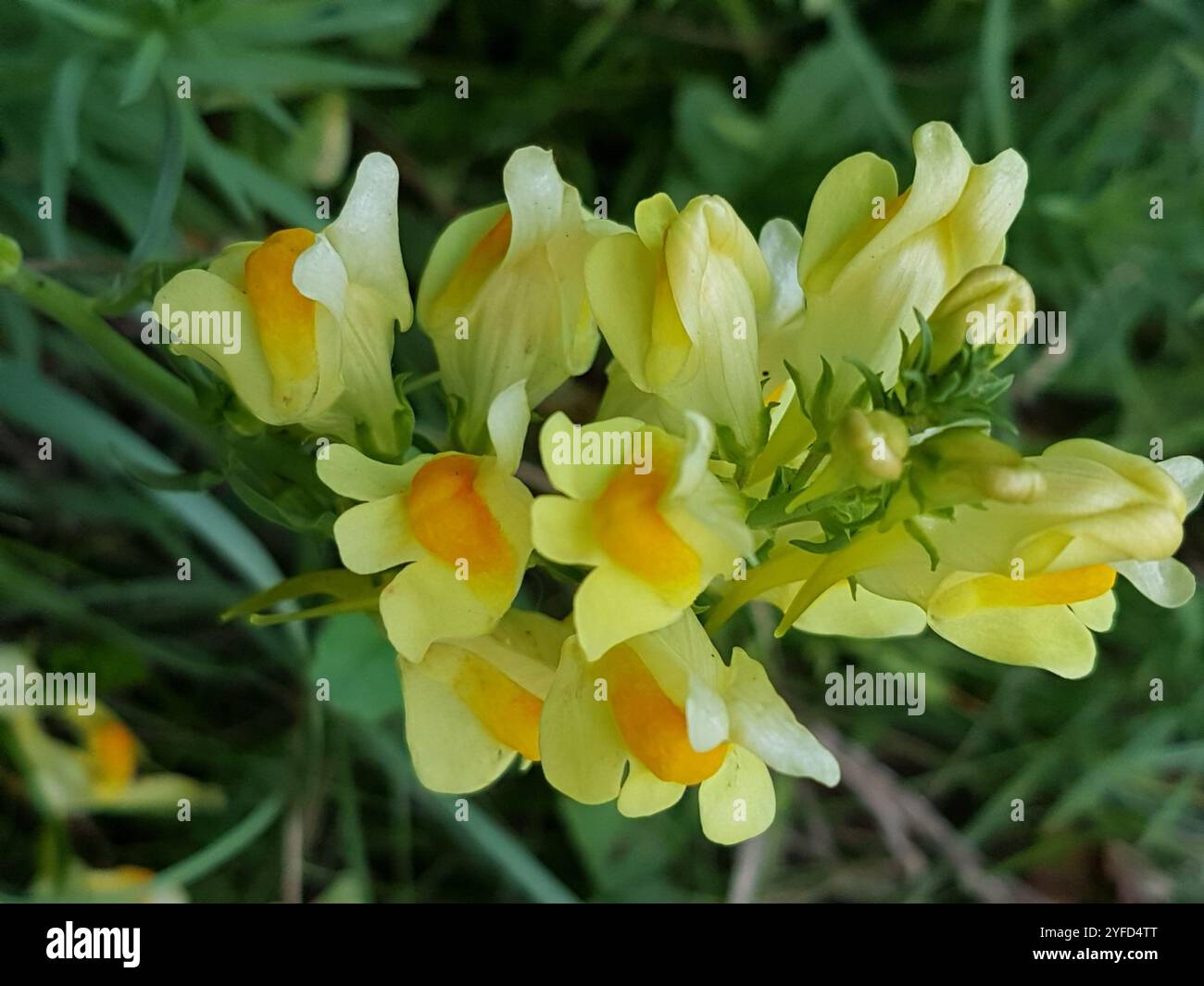 common toadflax (Linaria vulgaris Stock Photo - Alamy