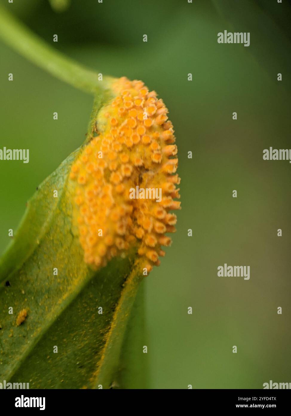 Crown Rust (Puccinia coronata Stock Photo - Alamy