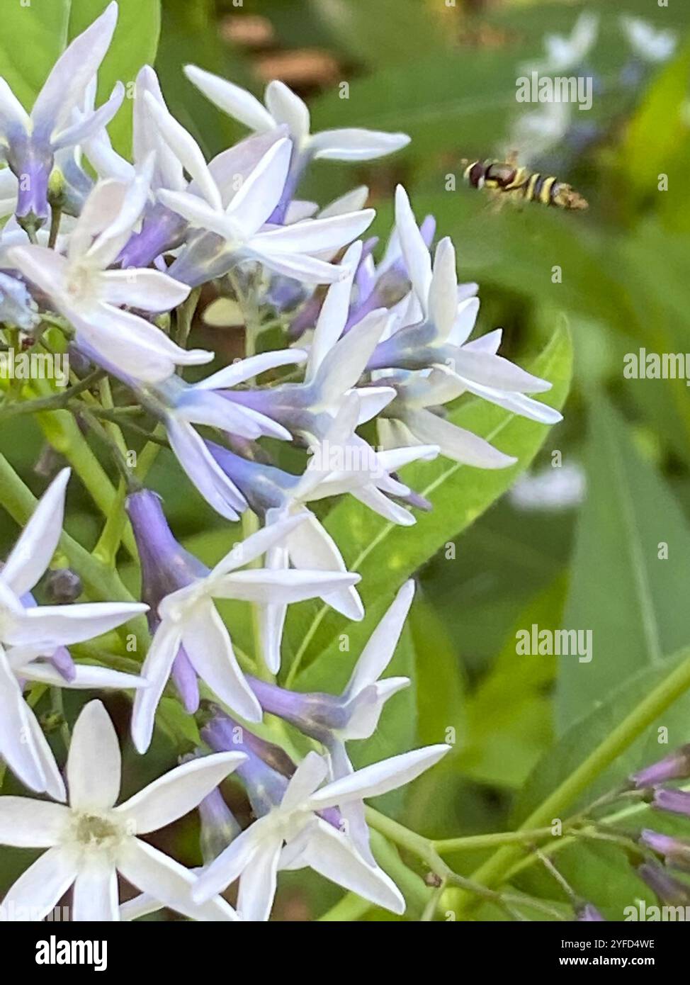 eastern bluestar (Amsonia tabernaemontana Stock Photo - Alamy