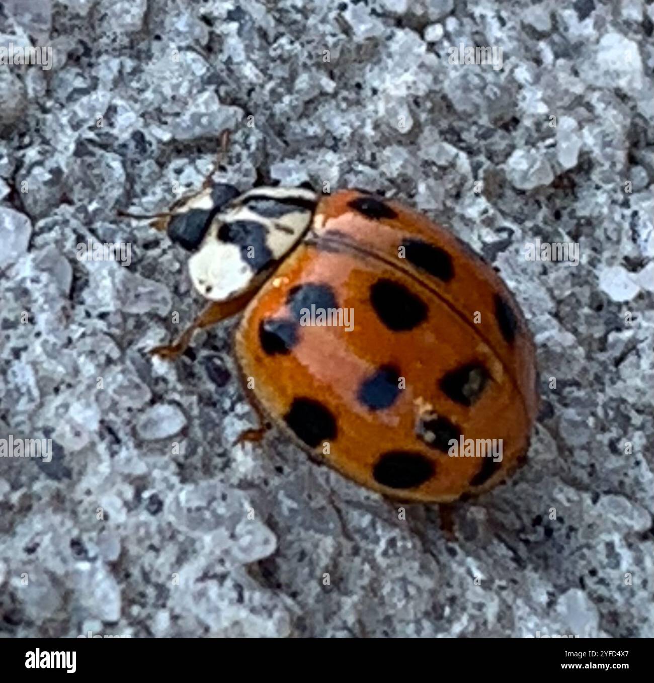 Asian Lady Beetle (Harmonia axyridis Stock Photo - Alamy
