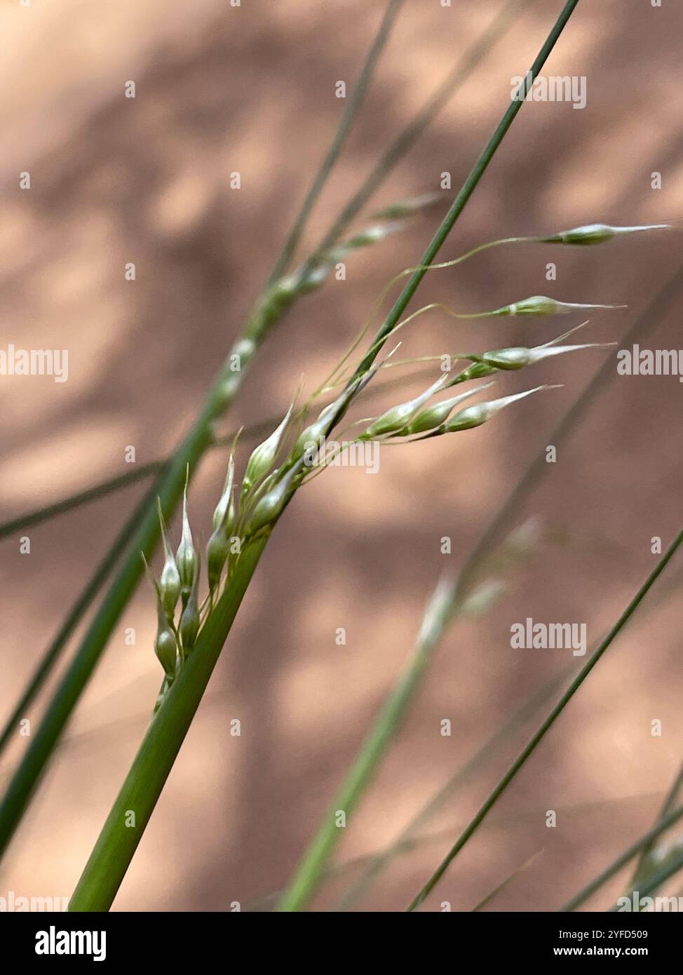 Sand Ricegrass (Eriocoma hymenoides Stock Photo - Alamy