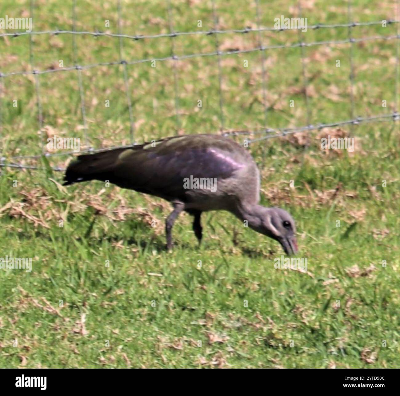 Southern Hadada Ibis (Bostrychia hagedash hagedash Stock Photo - Alamy