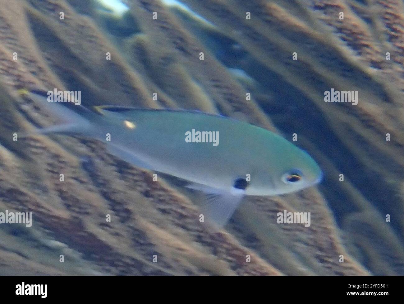 Brown Chromis (Azurina multilineata Stock Photo - Alamy