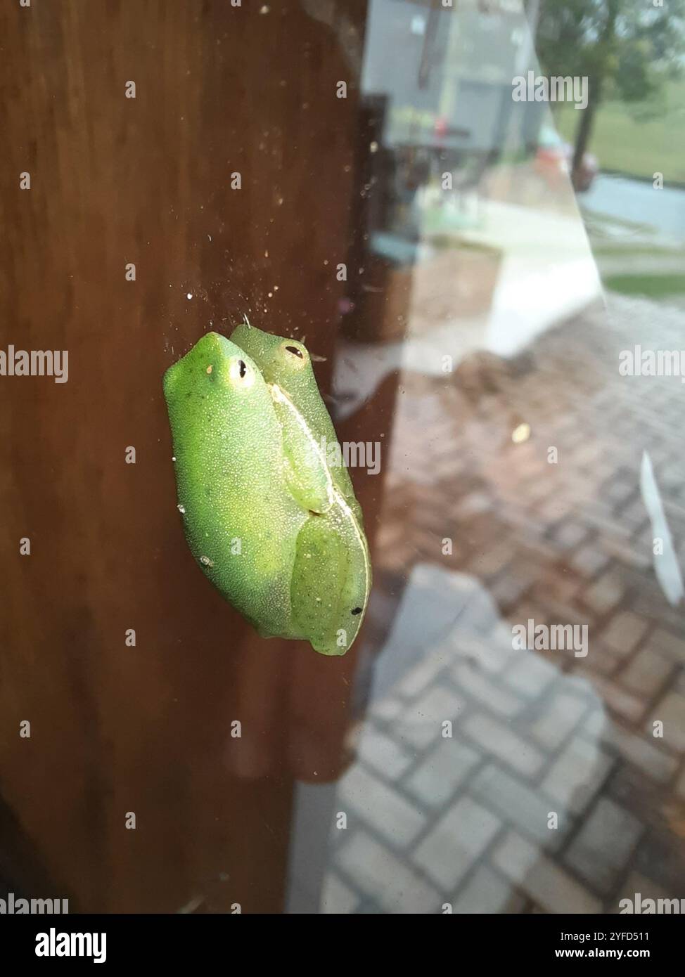 Rio Hatchet-faced Tree Frog (Sphaenorhynchus planicola Stock Photo - Alamy