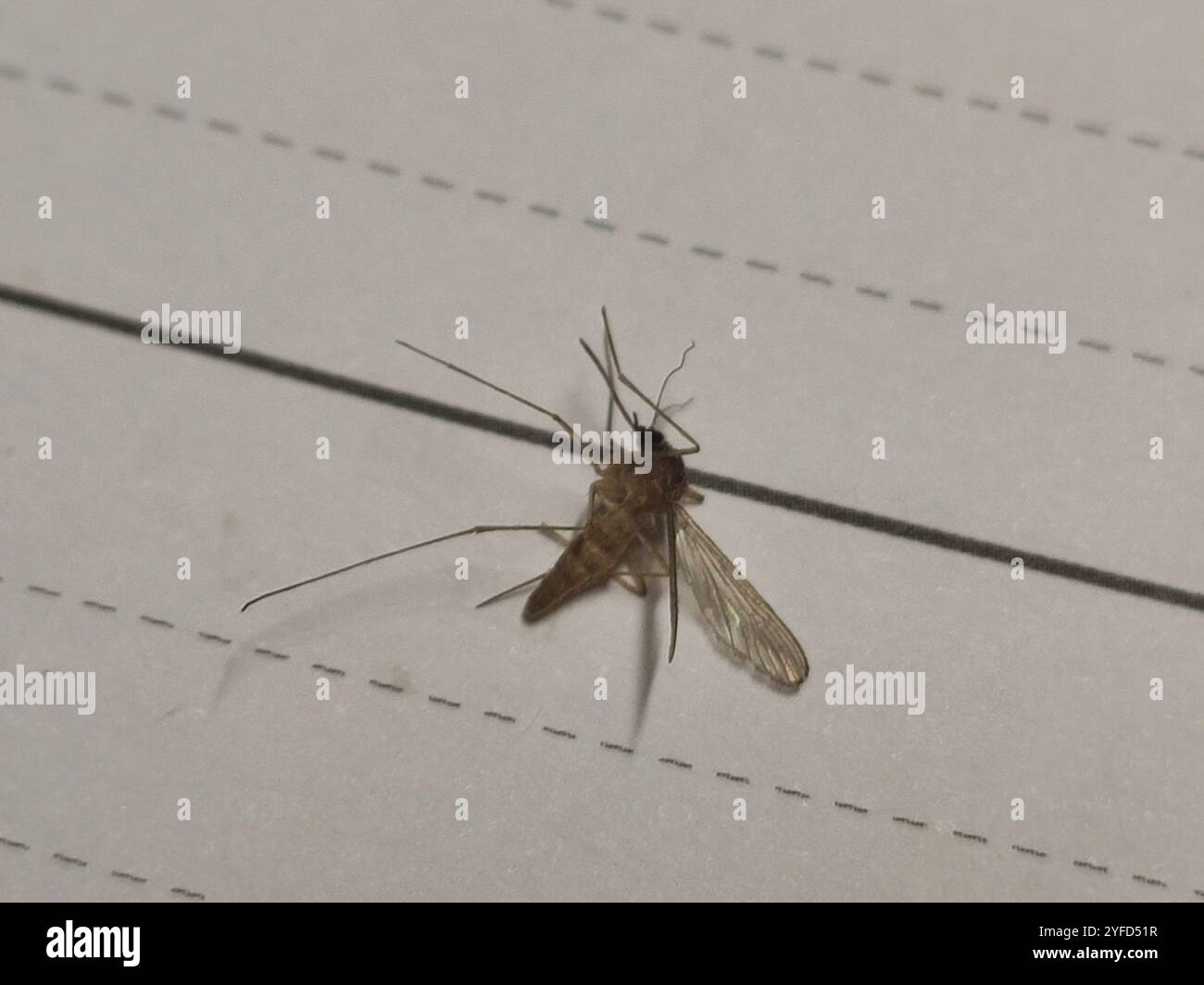 Common house mosquito (Culex pipiens Stock Photo - Alamy