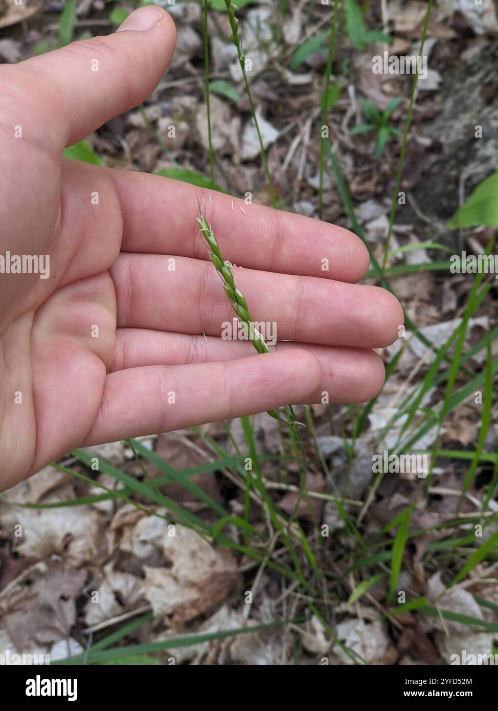 White-grained Mountain-ricegrass (Oryzopsis asperifolia Stock Photo - Alamy