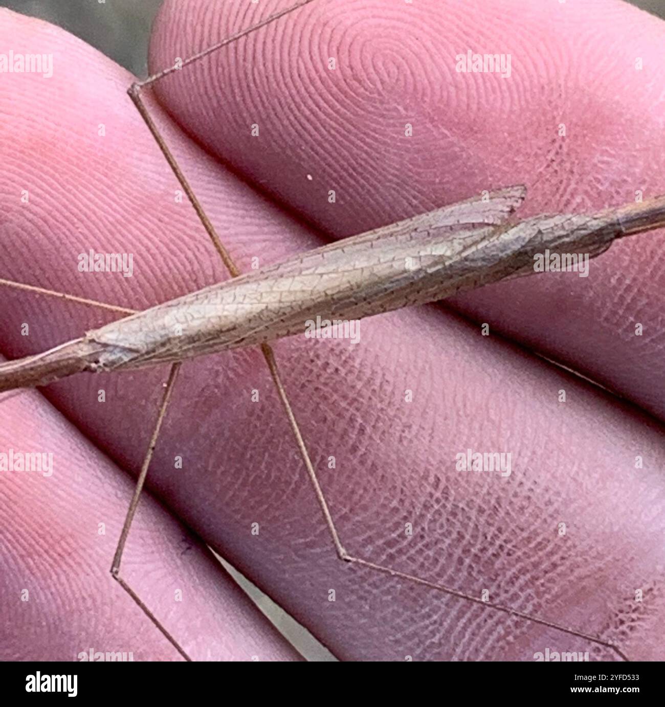 American Grass Mantis (Thesprotia graminis Stock Photo - Alamy