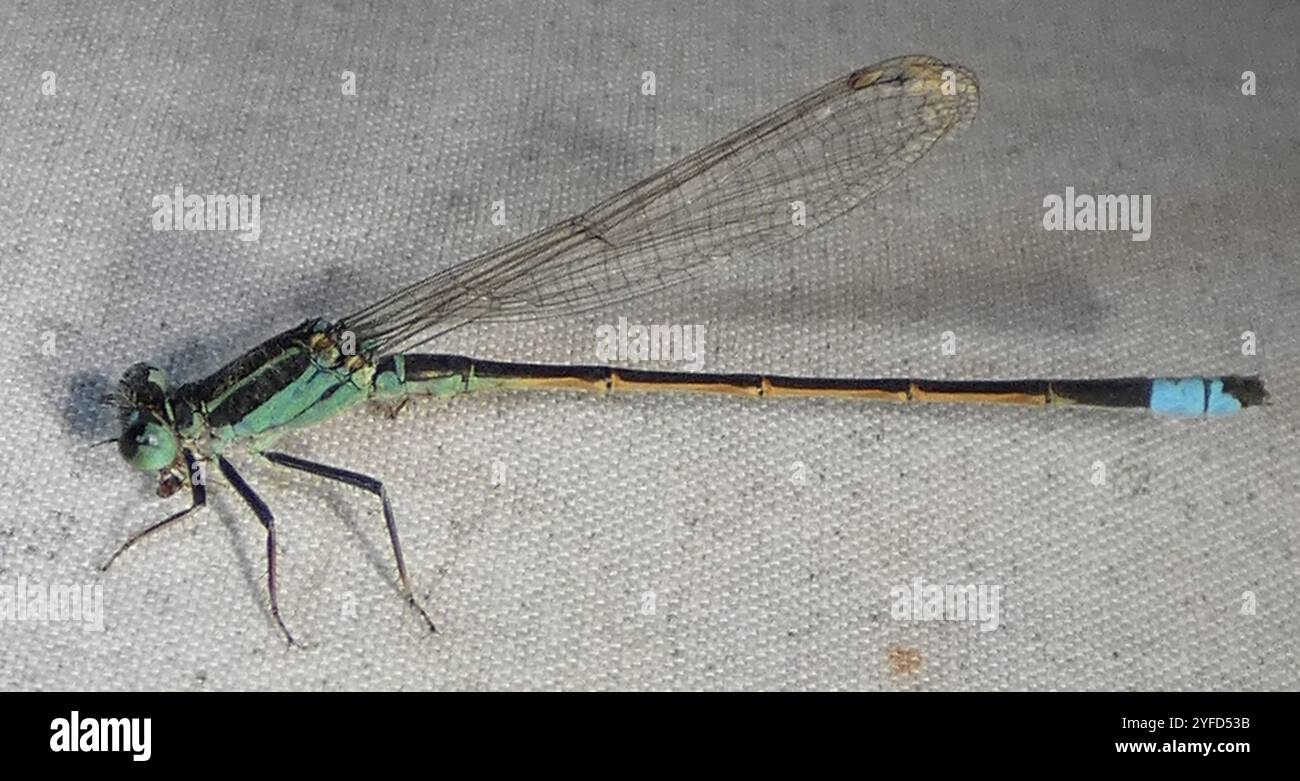 Ramburii ramburii hi-res stock photography and images - Alamy