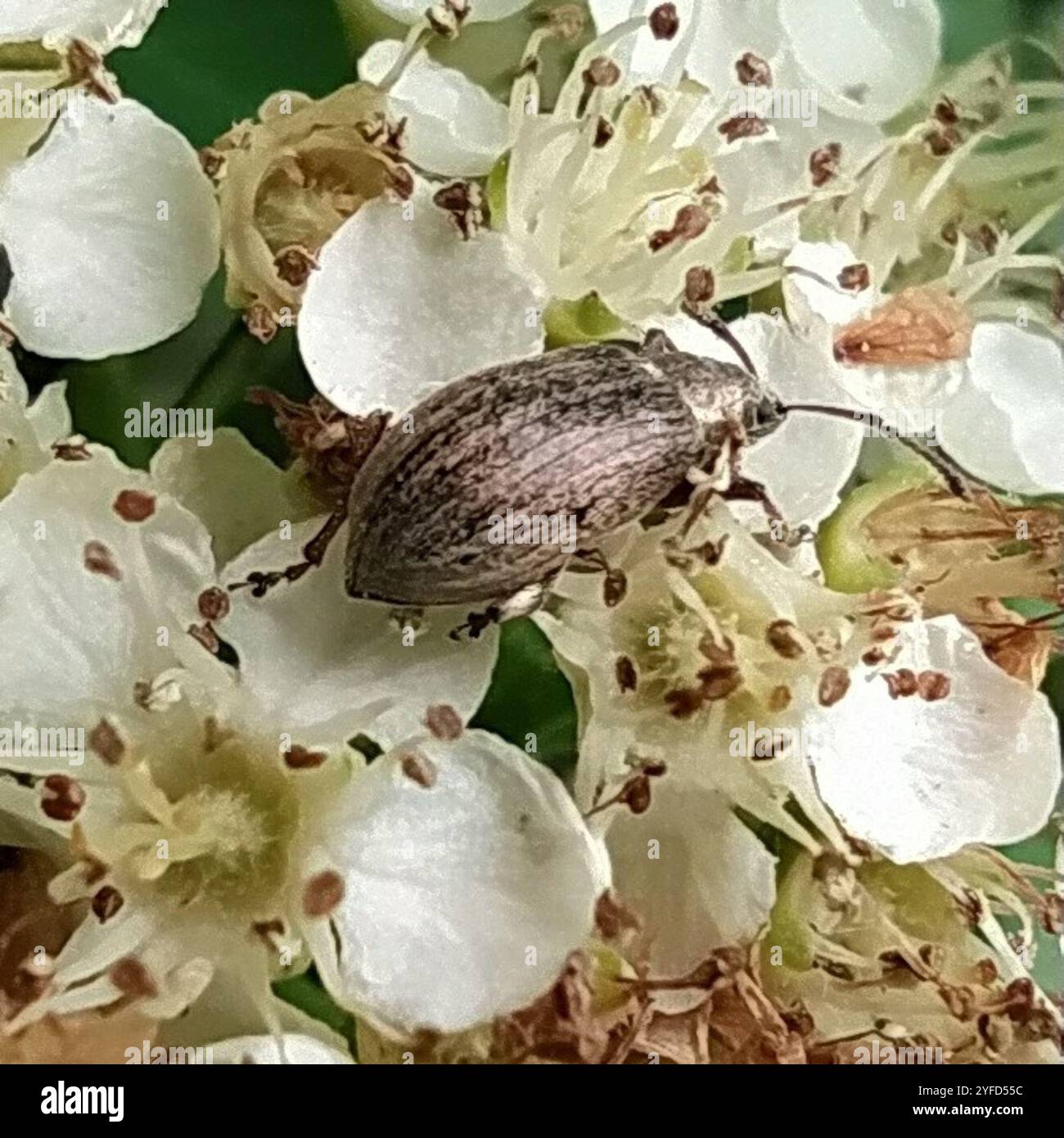 Common Leaf Weevil (Phyllobius pyri Stock Photo - Alamy