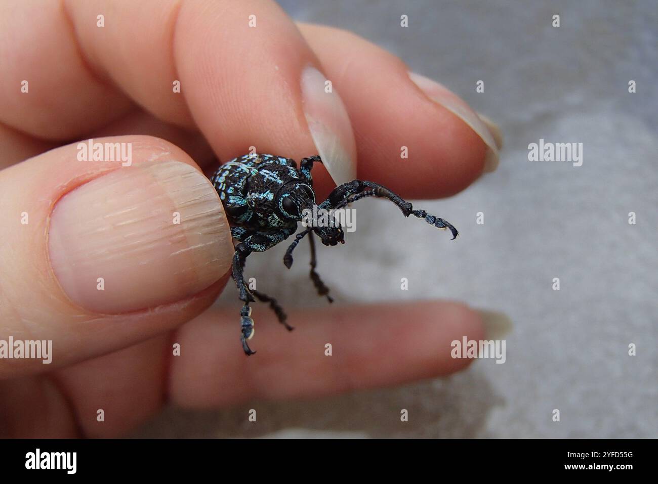 Botany Bay Diamond Weevil (Chrysolopus spectabilis Stock Photo - Alamy