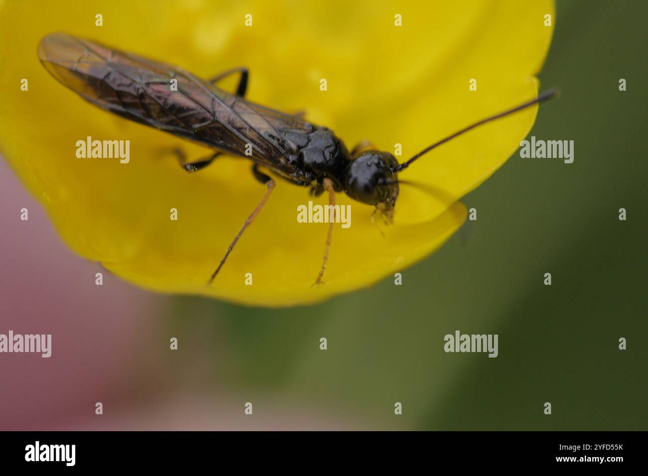 Stem Sawflies (Cephidae Stock Photo - Alamy