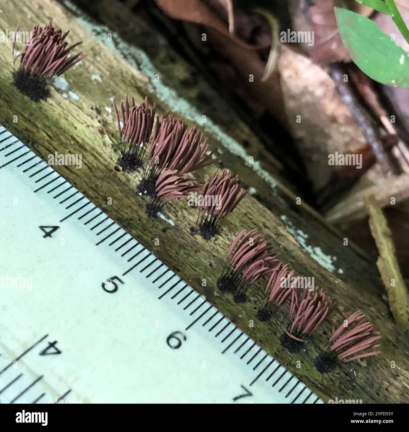 chocolate tube slime (Stemonitis splendens Stock Photo - Alamy